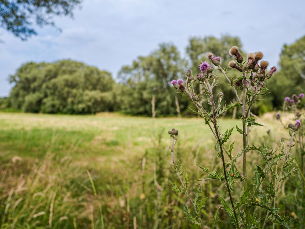 Brussels parks and forests | Visit Brussels